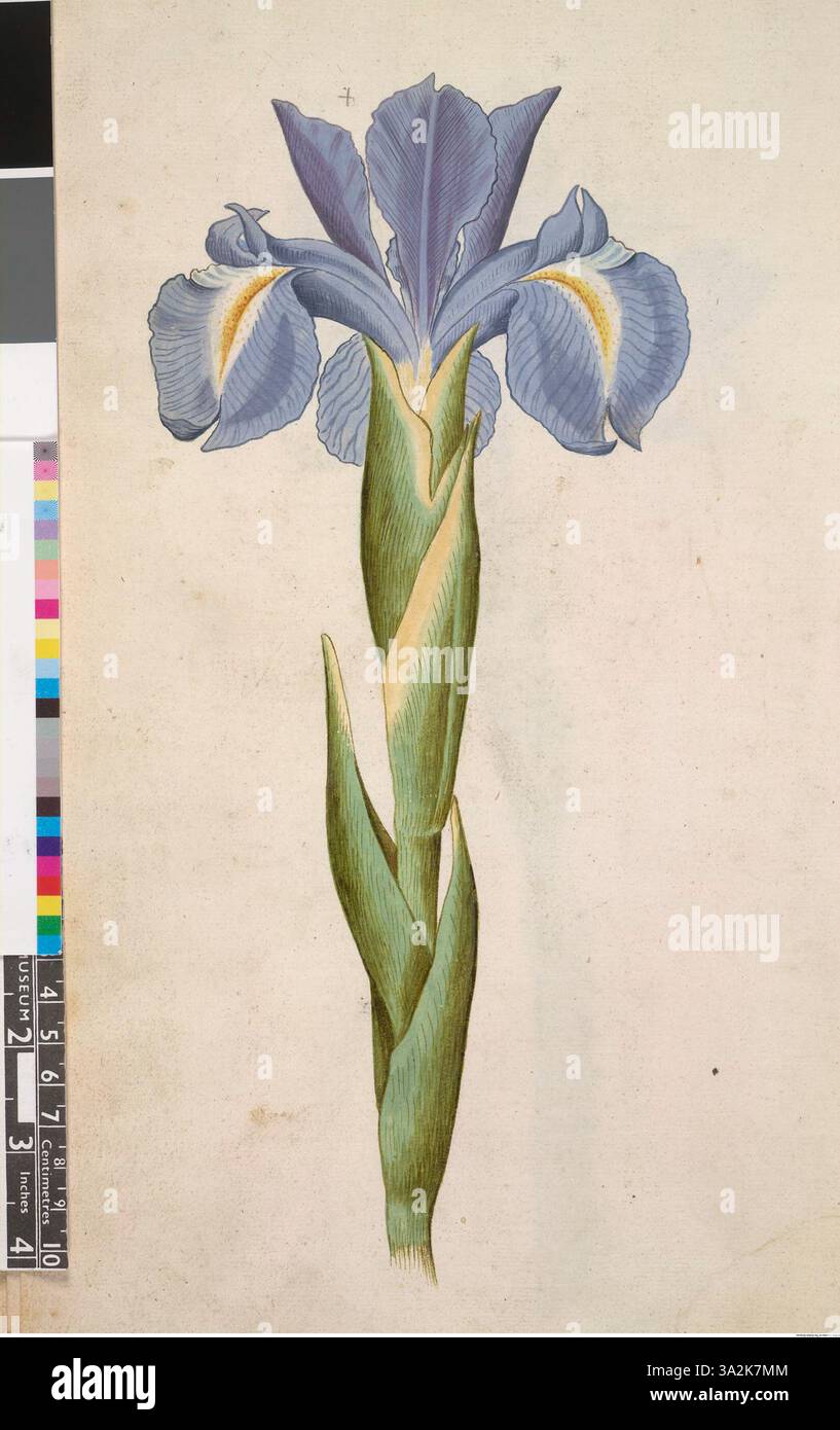 This illustration by John White features the English Iris (Iris ...