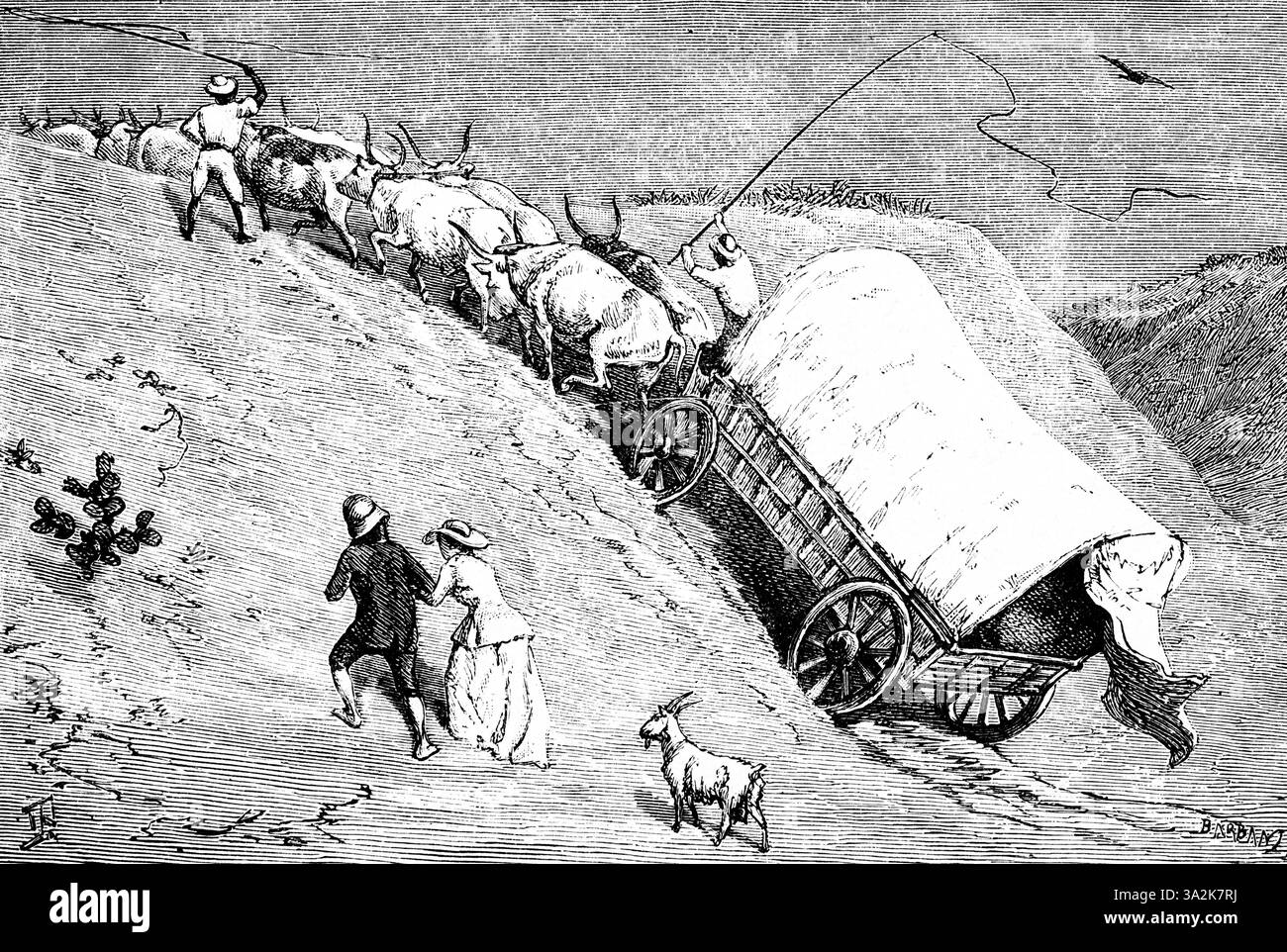 A team of oxen pulling a covered wagon up the steep riverbank after a river crossing, whips ...