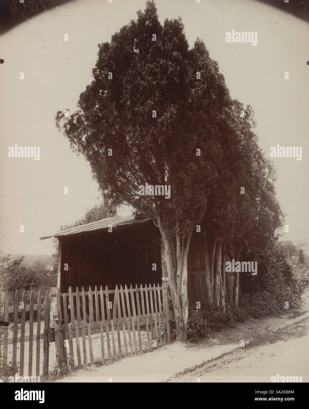 A 1921-22 photograph by Eugène Atget of a cypress tree, focusing on the ...