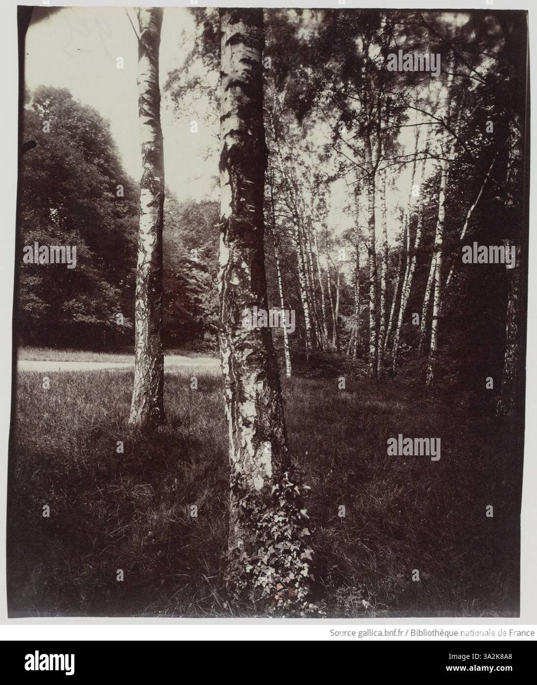 In this image, Eugène Atget captures St. Cloud park with its wide open ...