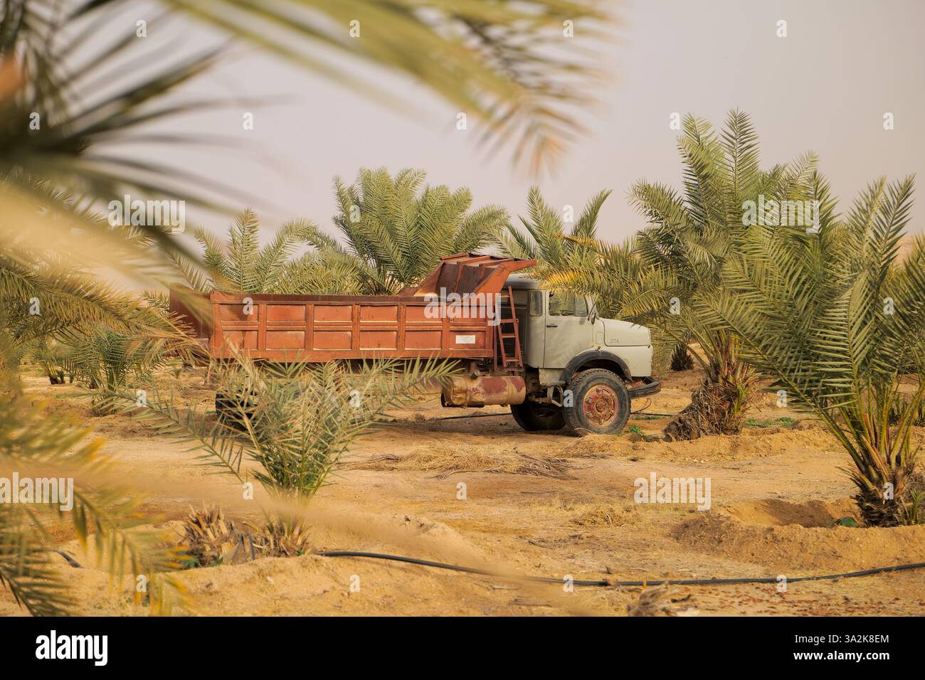 Vintage Truck in a Saudi Arabian Date Palm Farm Stock Photo - Alamy
