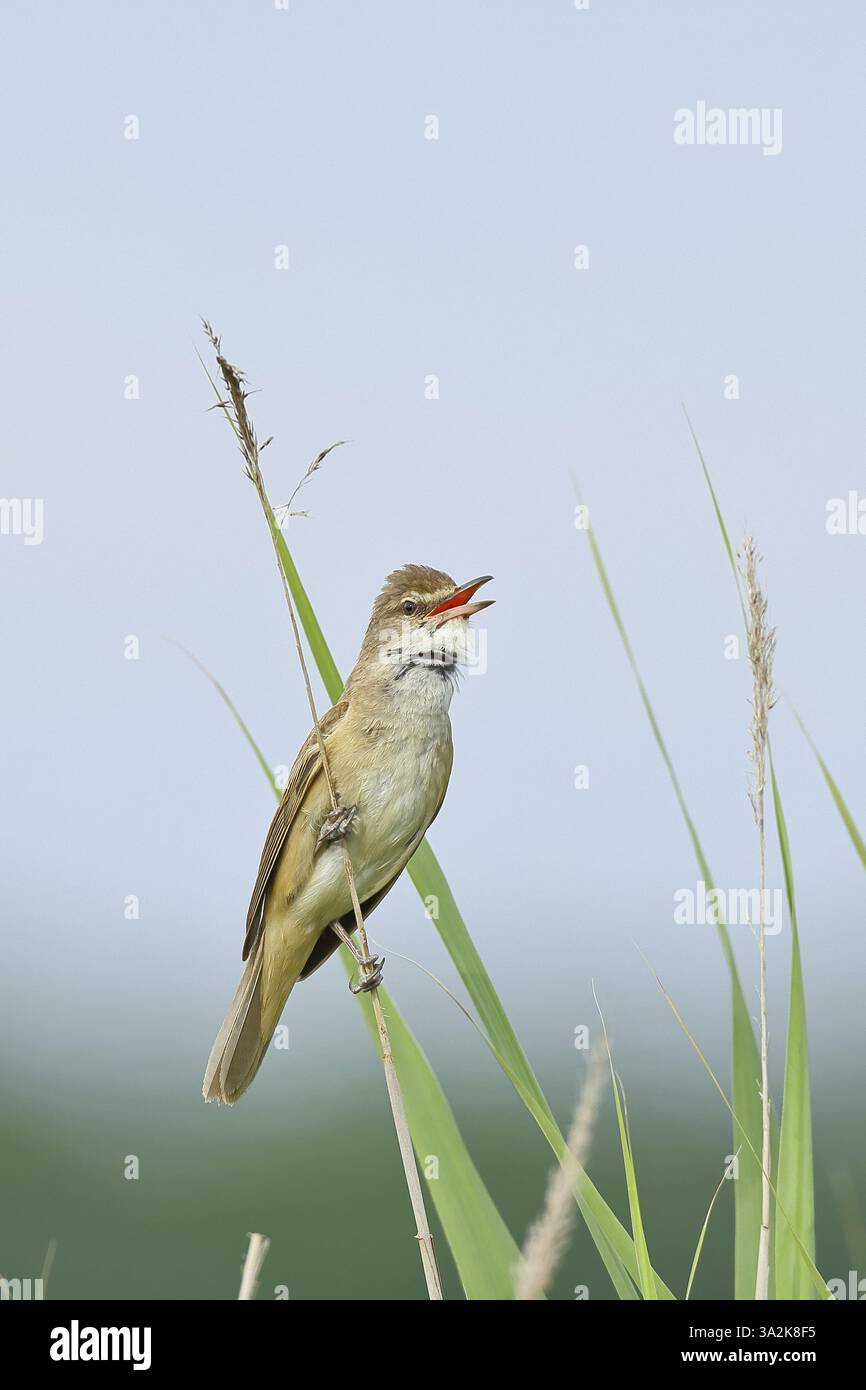 Reed Warbler (Acrocephalus arundinaceus) with open beak, singing ...
