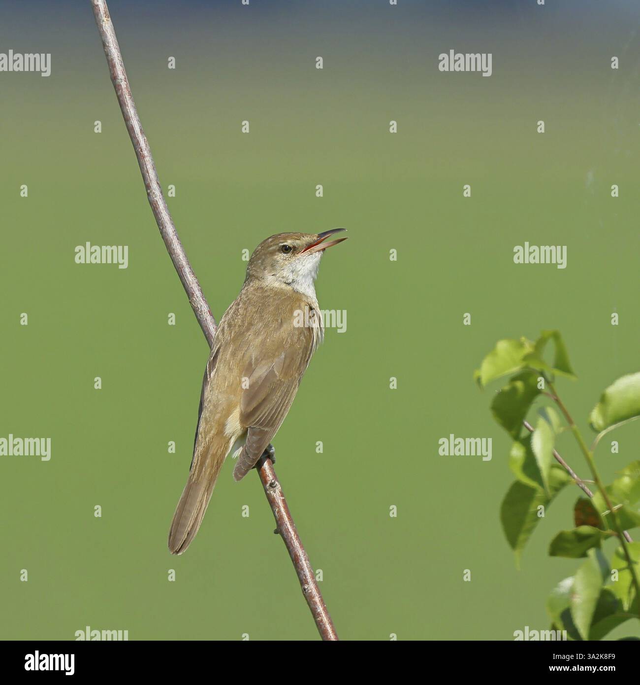 Reed sings on branch sound hi-res stock photography and images - Alamy