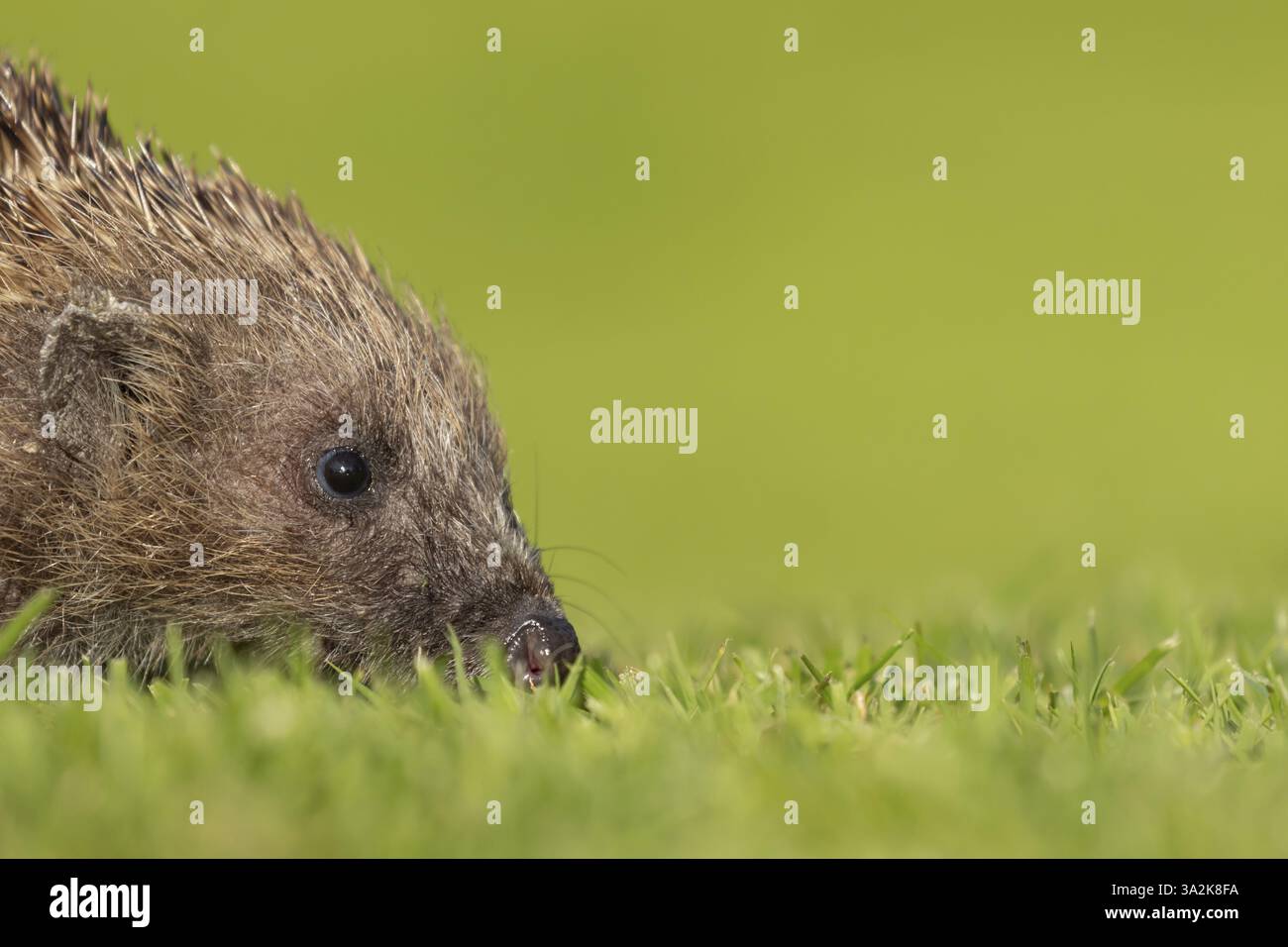European hedgehog (Erinaceus europaeus) adult animal on a garden grass ...