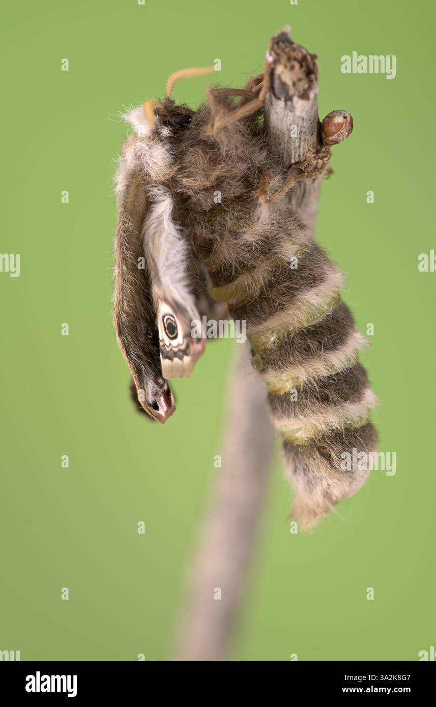 Small emperor moth (Saturnia pavonia), female, unfolding wings after ...