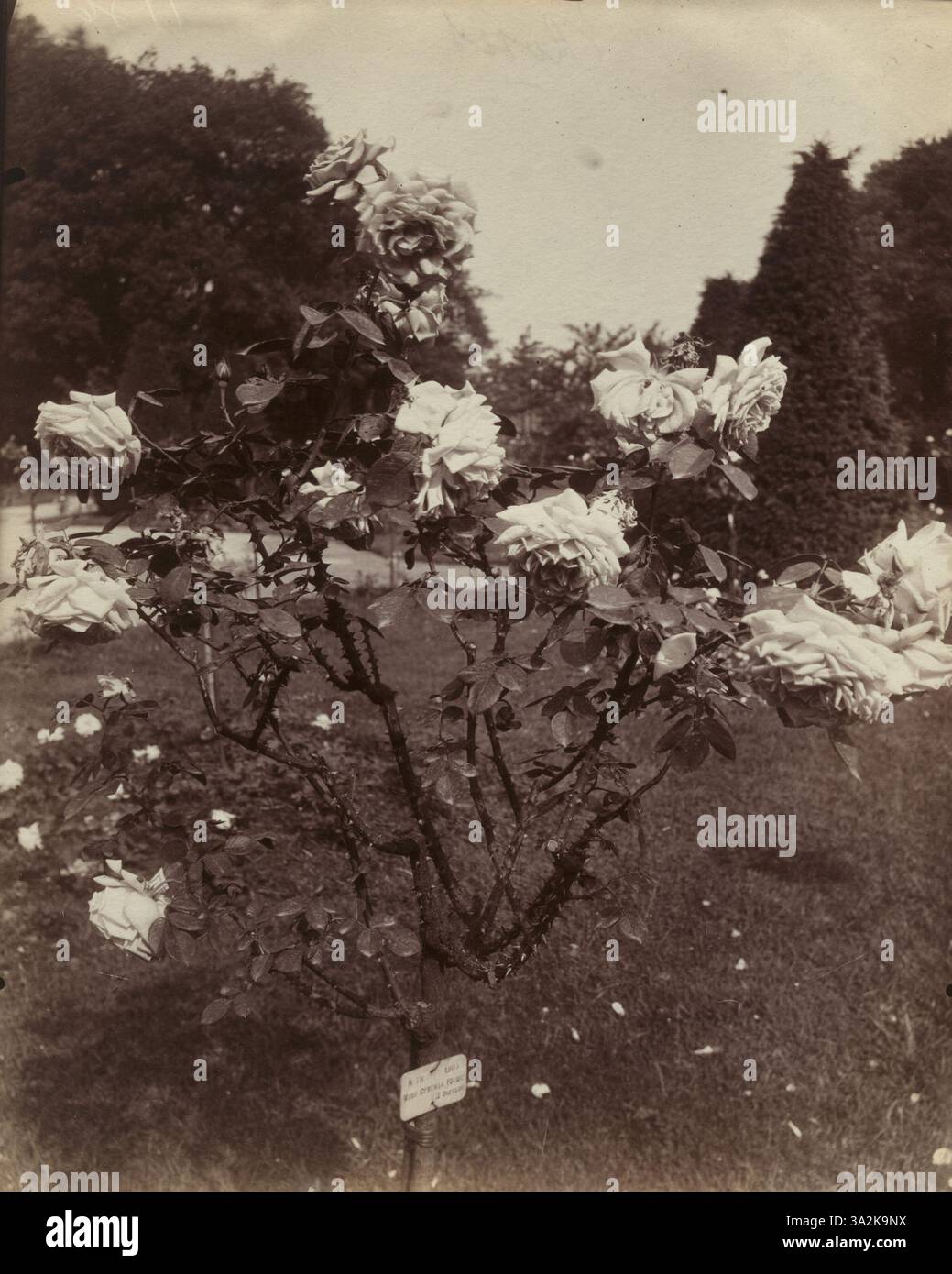 Eugène Atget’s 1922 photograph features roses in full bloom, captured ...