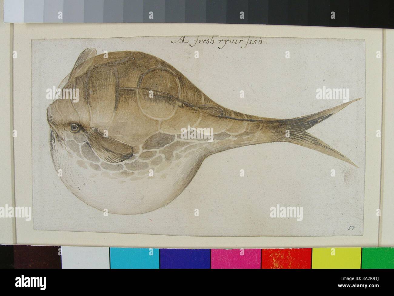 This 1906 illustration by John White depicts a pufferfish seen slightly ...