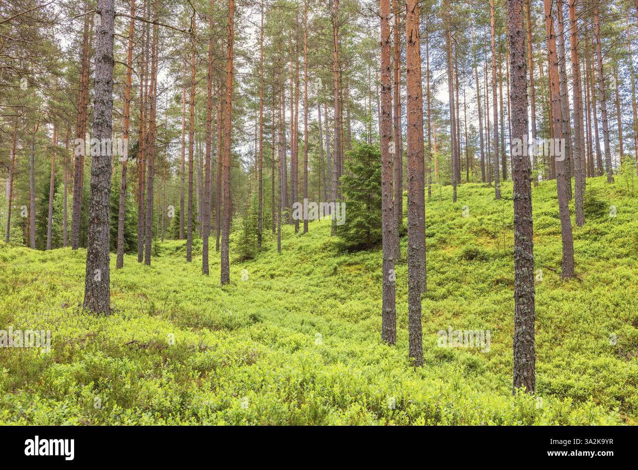 Summery lush pine forest hi-res stock photography and images - Alamy