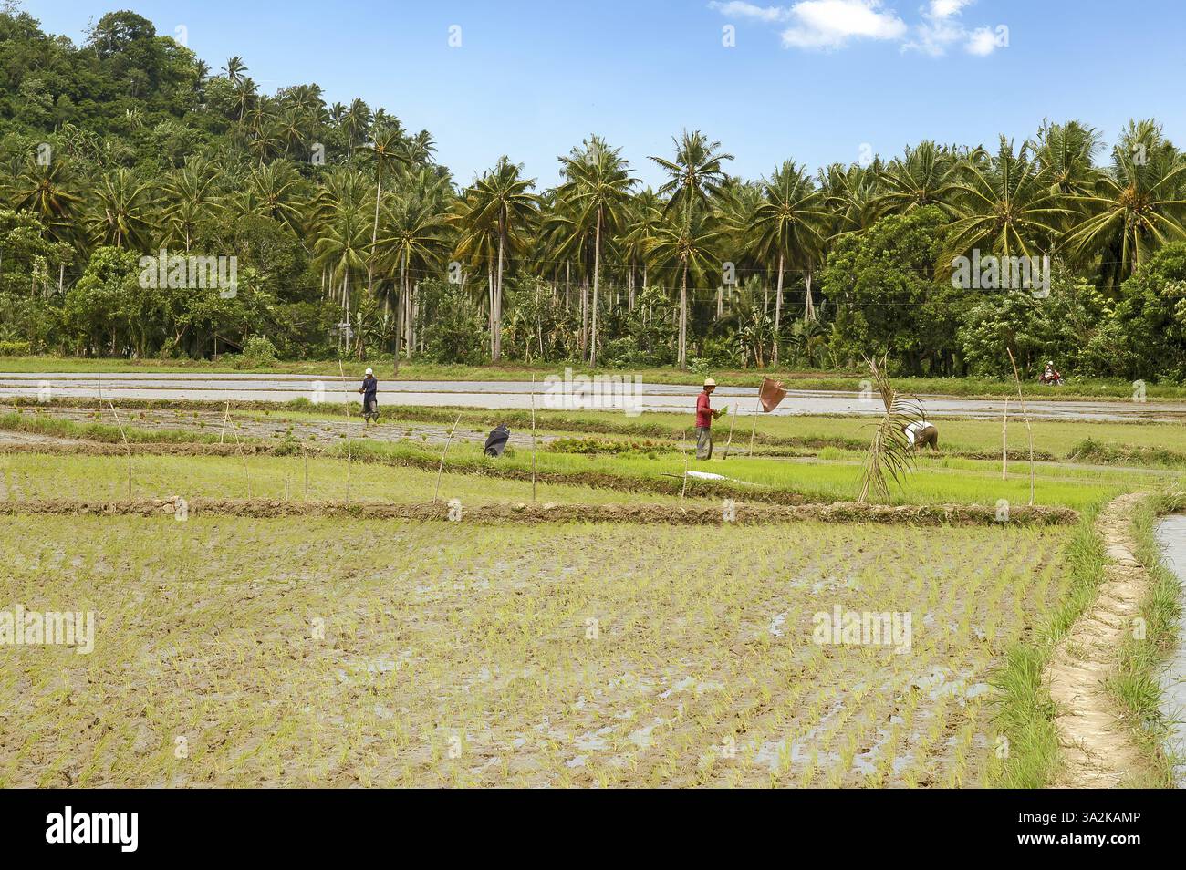 Rice farmers working in rice paddies, in the background plantation with ...