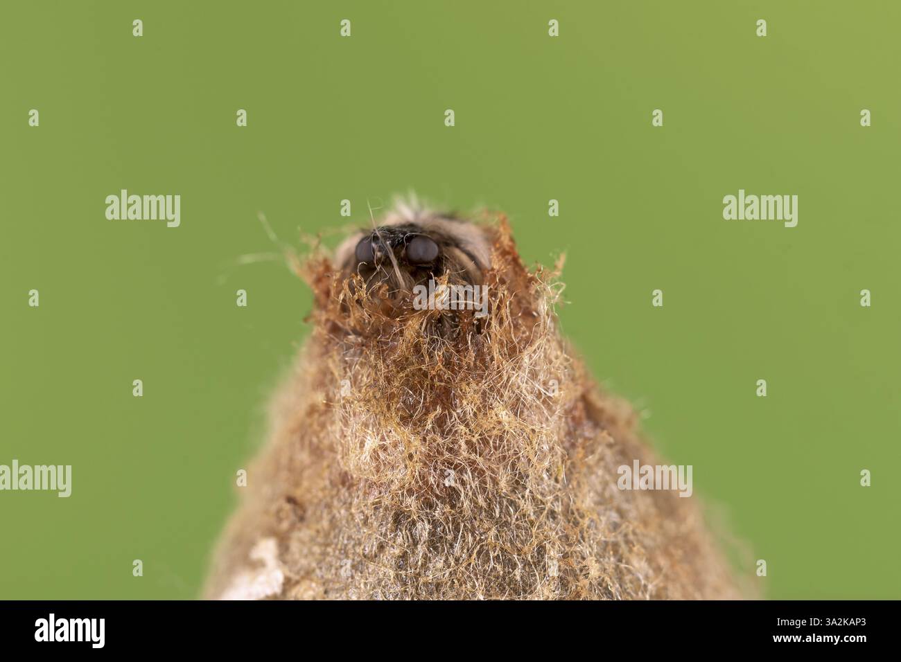 Small emperor moth (Saturnia pavonia), female, hatching, Germany ...