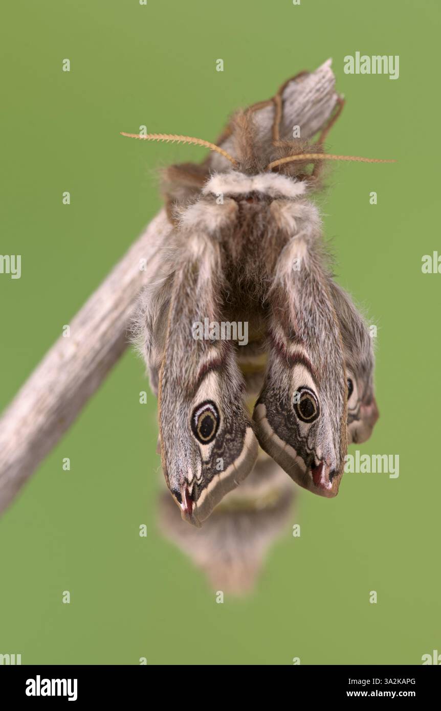 Small emperor moth (Saturnia pavonia), female, unfolding wings after ...