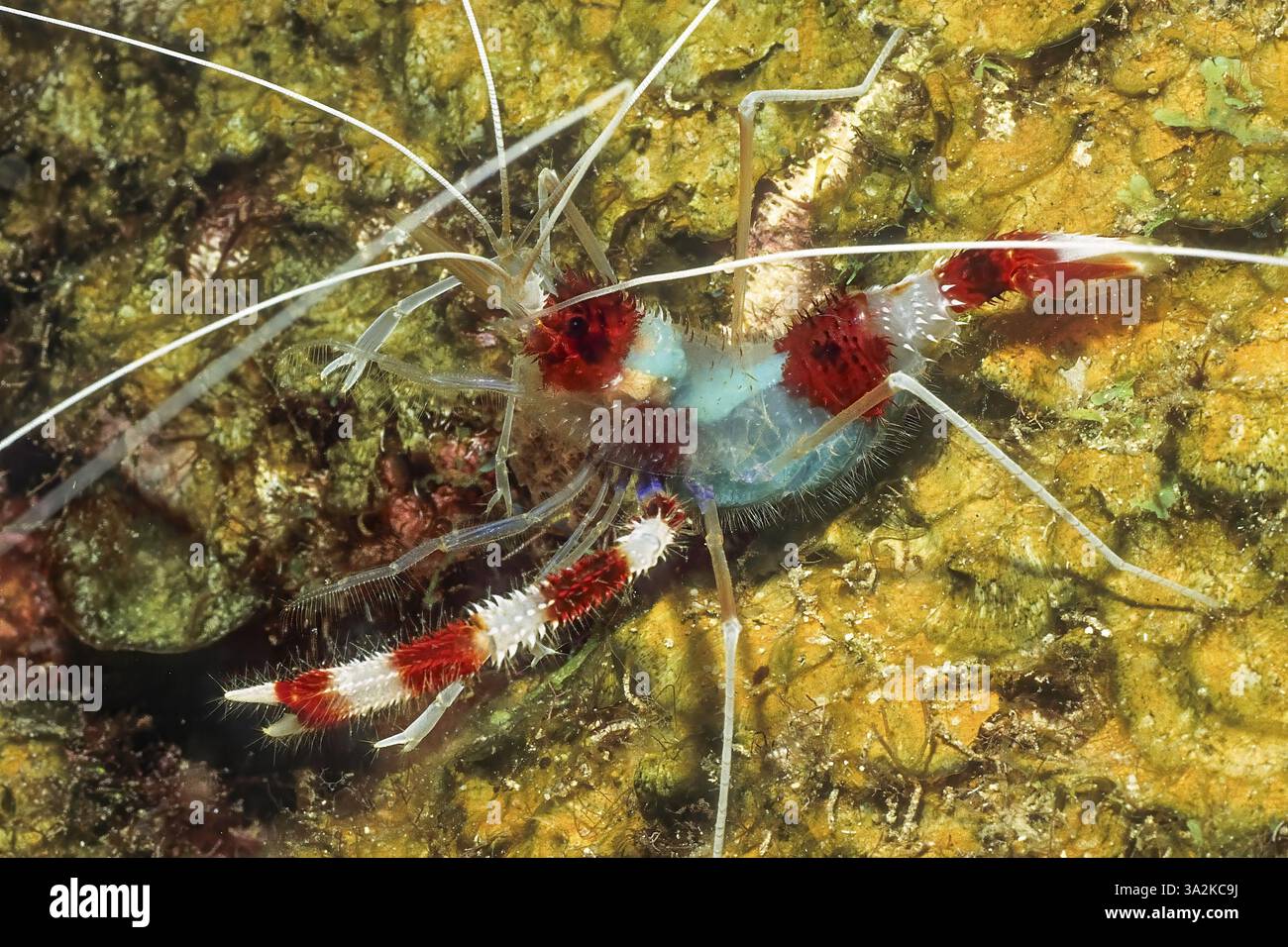 Extreme close-up of red and white scissor shrimp (Stenopus hispidus ...