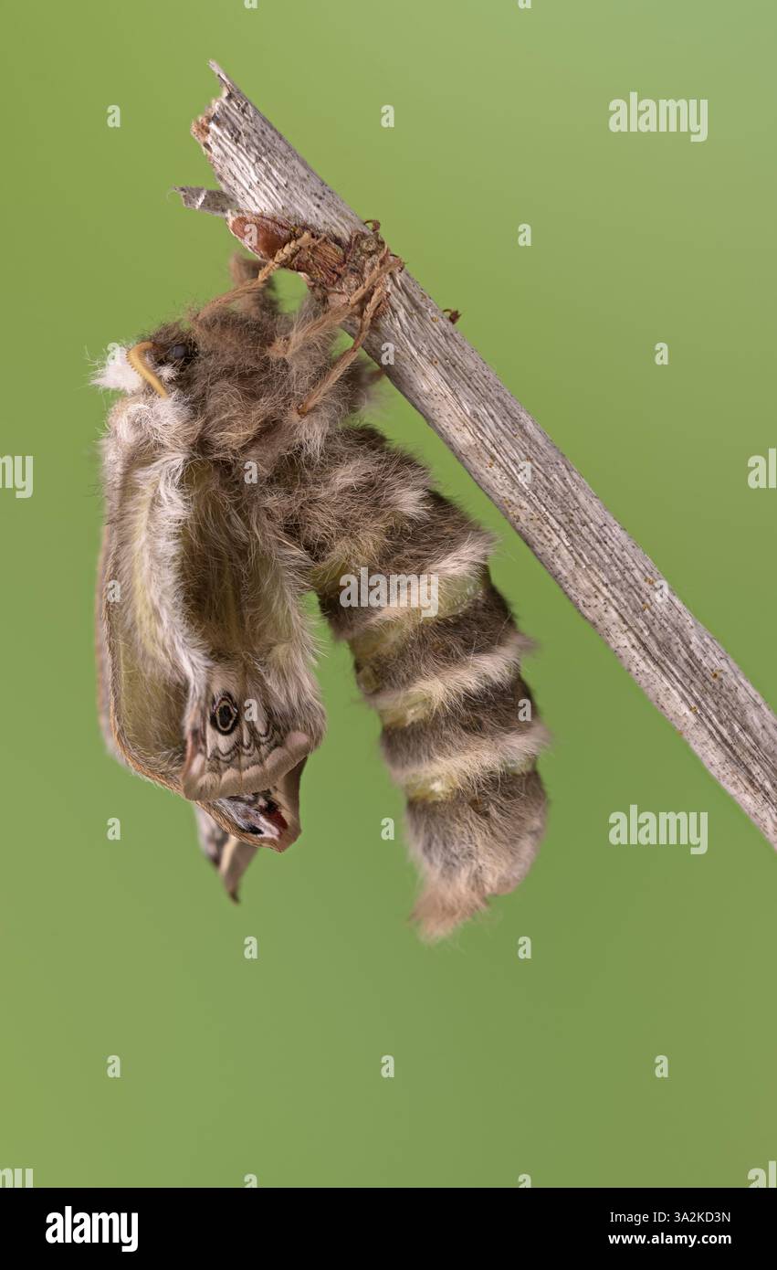 Small emperor moth (Saturnia pavonia), female, unfolding wings after ...