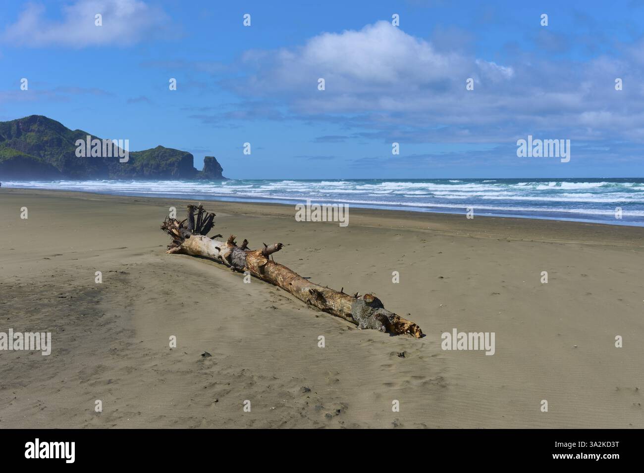 Tree trunk located on a quiet beach with wide dunes and blue sky ...