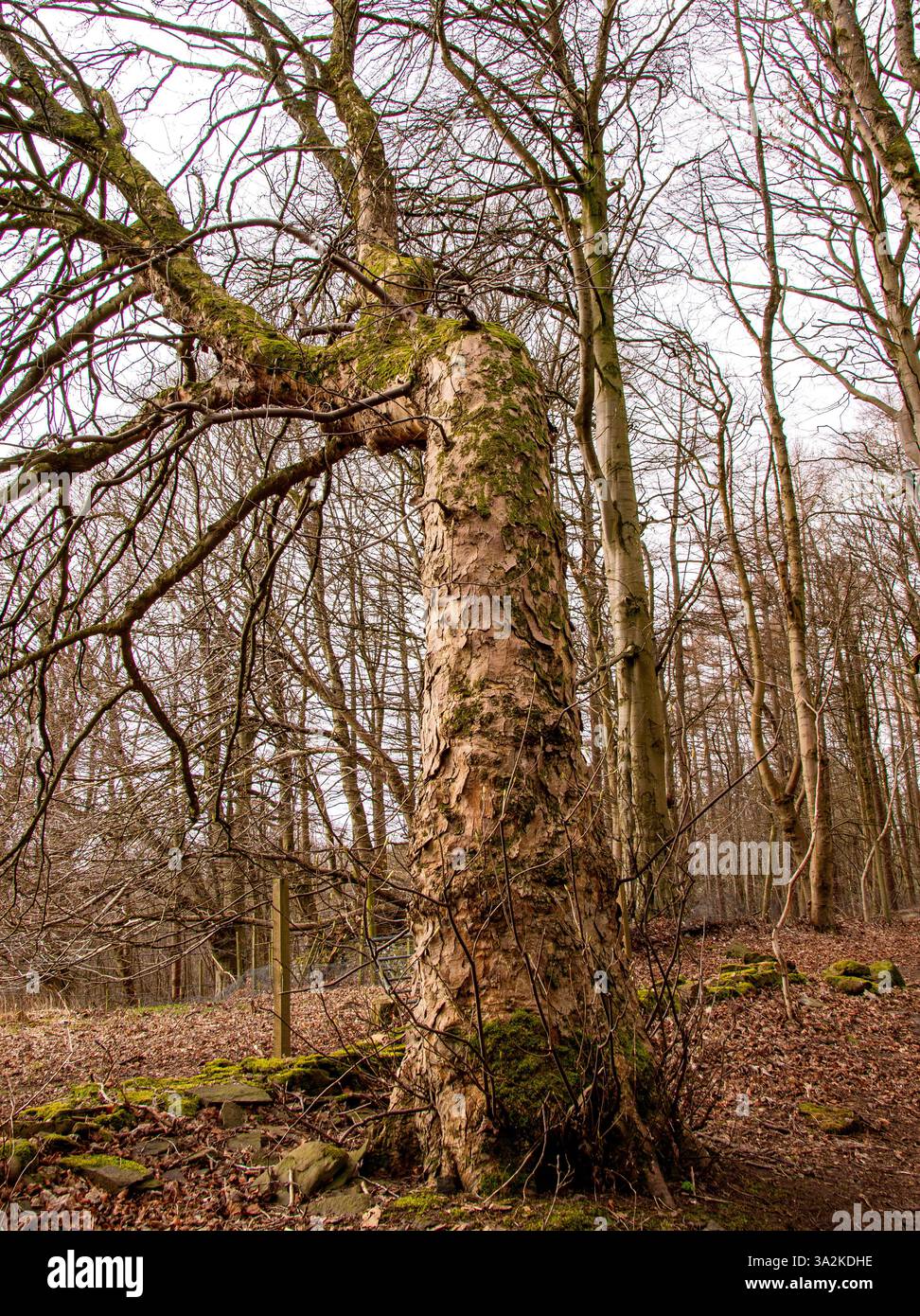 Dundee Templeton Woods in early Spring features distinctive woodland ...