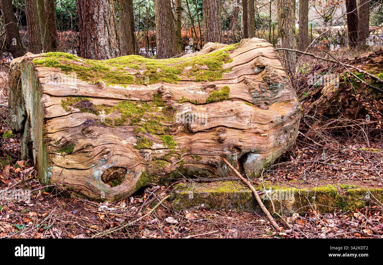 Dundee Templeton Woods in early Spring features distinctive woodland ...