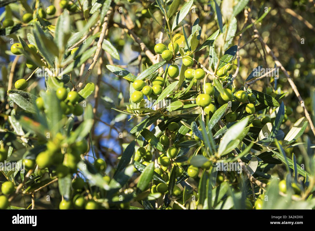 Olives ripen on the olive tree (Olea europaea), Tuscany, Italy, Europe ...
