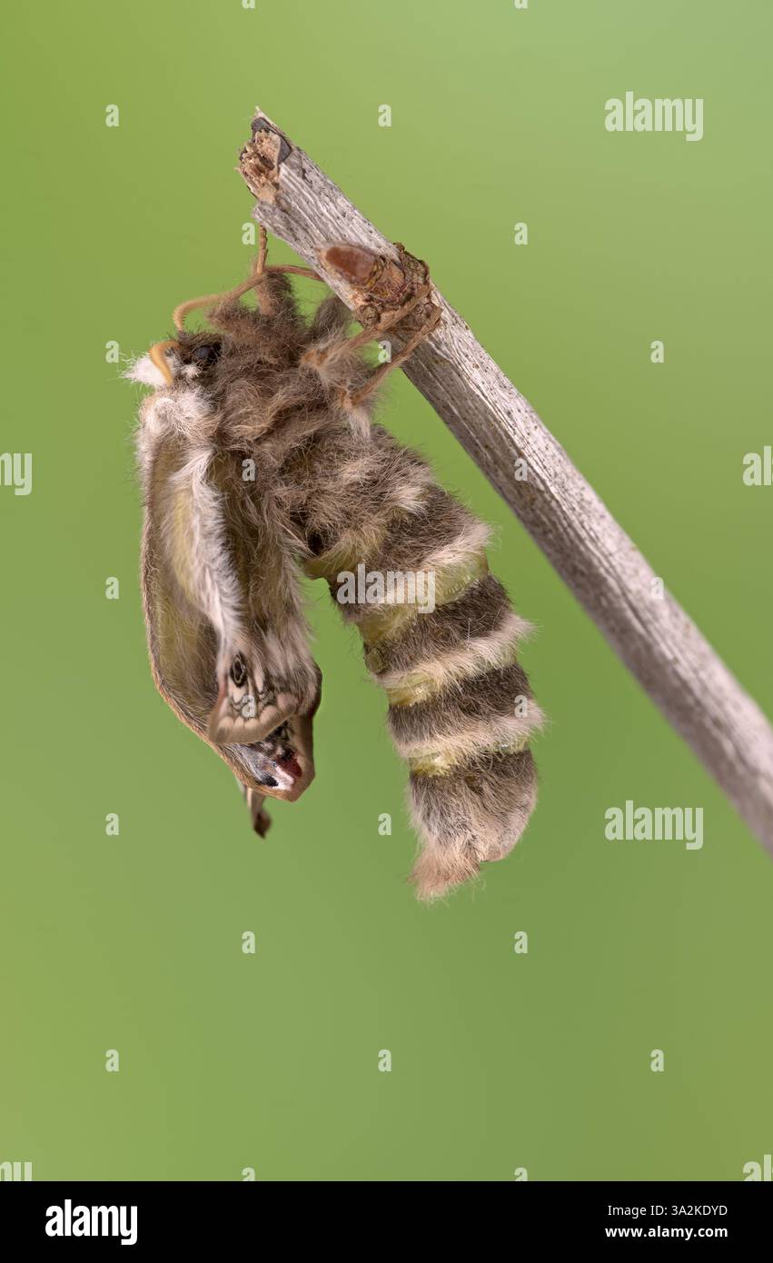 Small emperor moth (Saturnia pavonia), female, unfolding wings after ...