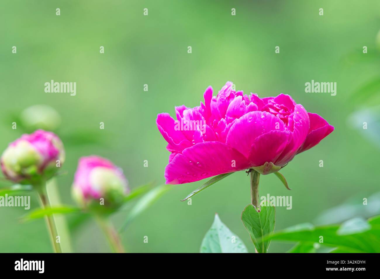 Full bloom peony hi-res stock photography and images - Alamy