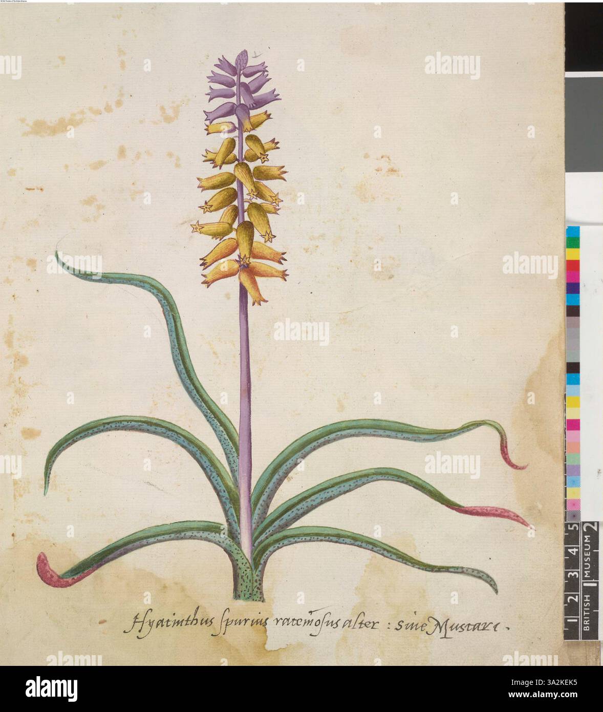 Yellow musk hyacinth hi-res stock photography and images - Alamy