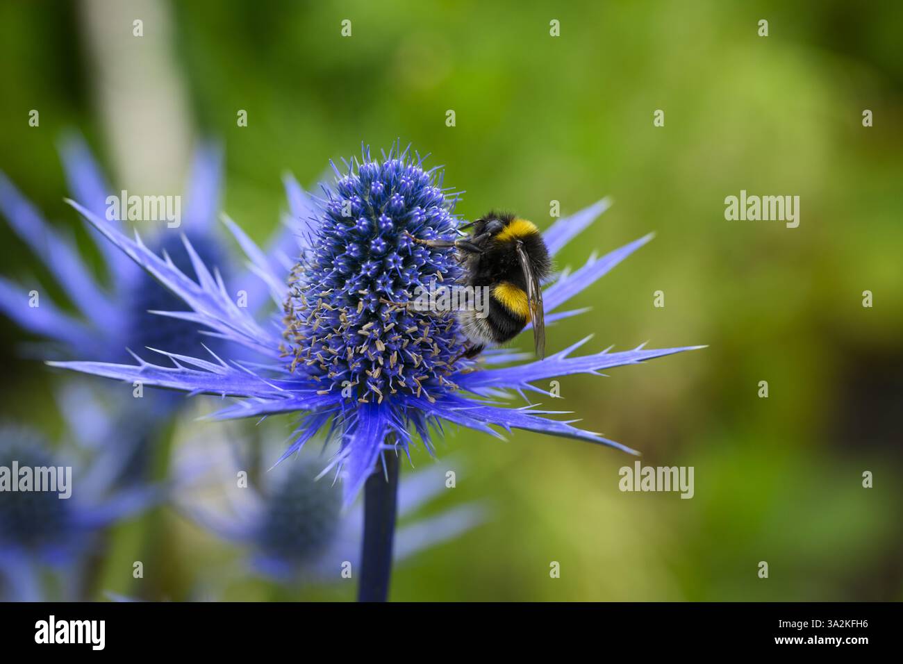 Alpine Sea Holly (Eryngium alpinum) & white-tailed bumble bee (Bombus ...