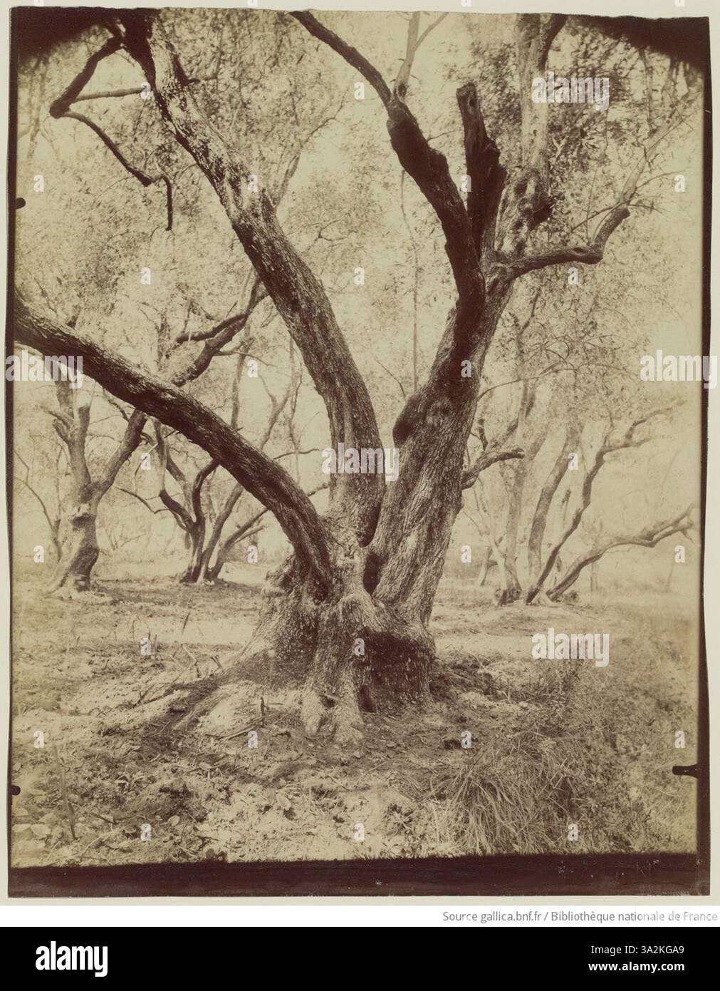 Eugène Atget's photograph of an olive tree trunk (Tronc d'olivier ...