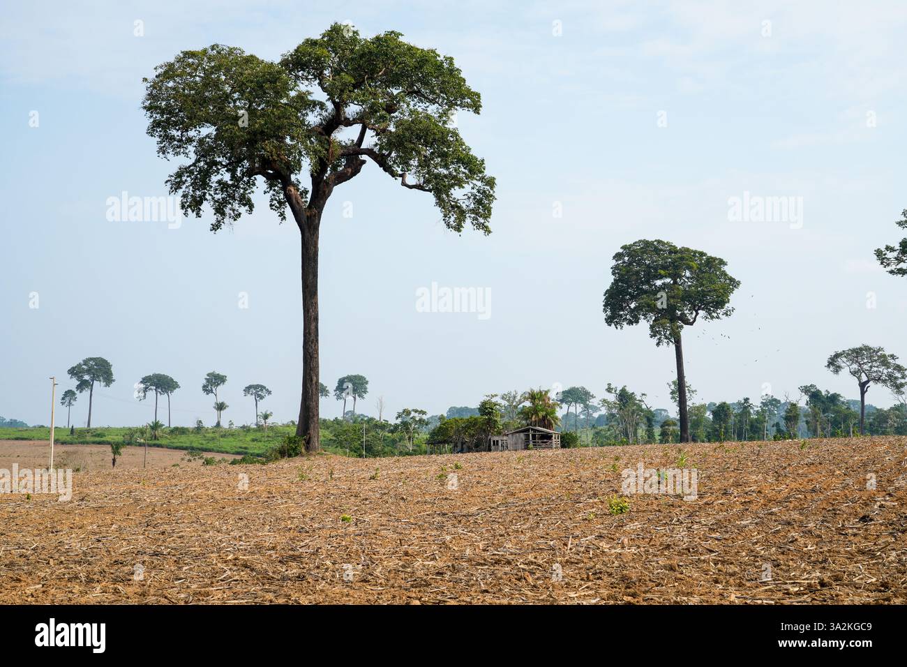 Soybean field in the amazon rainforest hi-res stock photography and ...