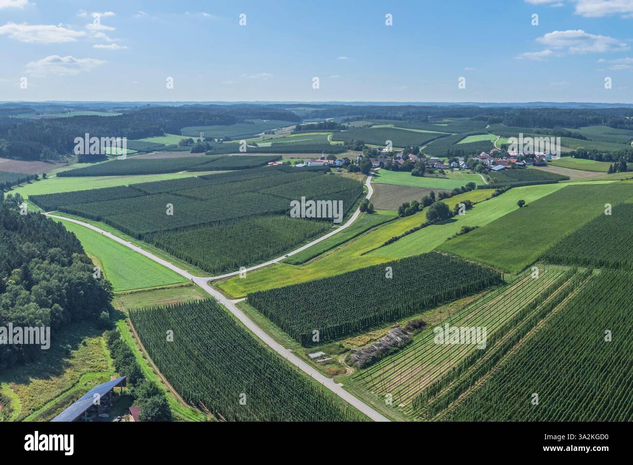 Landscape with hop fields shortly before the harvest in the Hallertau ...