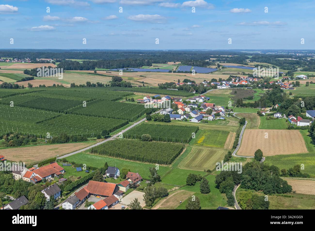 Landscape with hop fields shortly before the harvest in the Hallertau ...