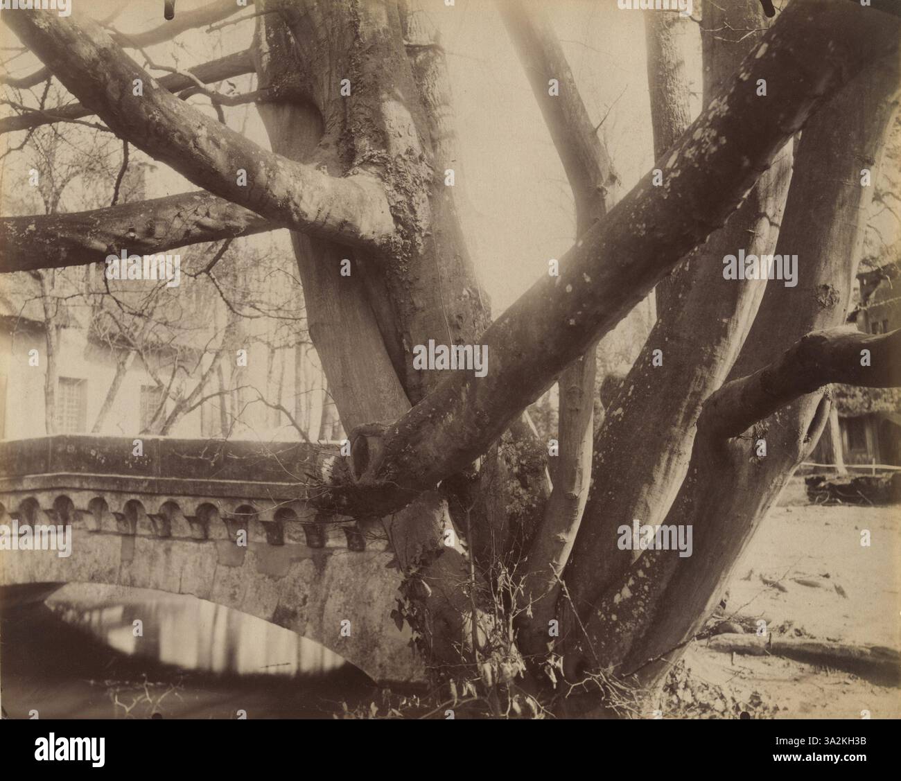 This 1910-15 photograph by Eugène Atget depicts a tree in the Trianon ...