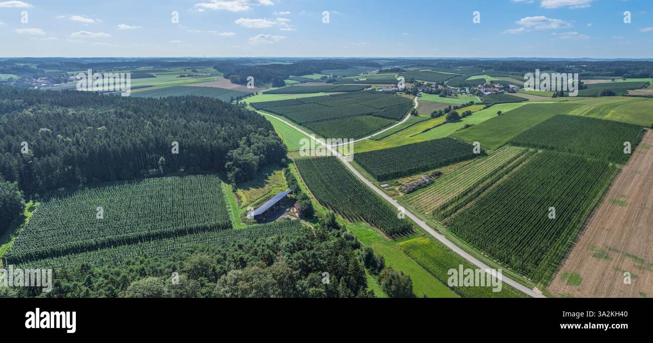 Landscape with hop fields shortly before the harvest in the Hallertau ...