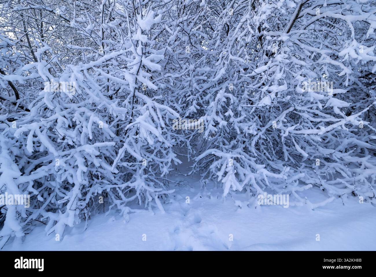 Thicket shrub hi-res stock photography and images - Alamy