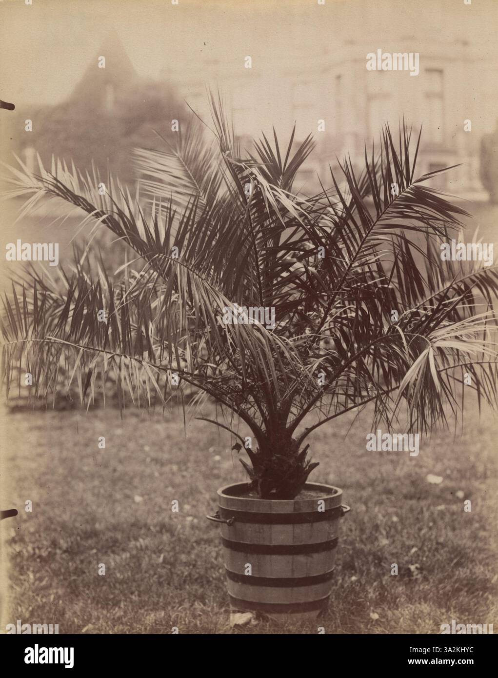 This pre-1900 photograph by Eugène Atget captures the elegant form of a ...