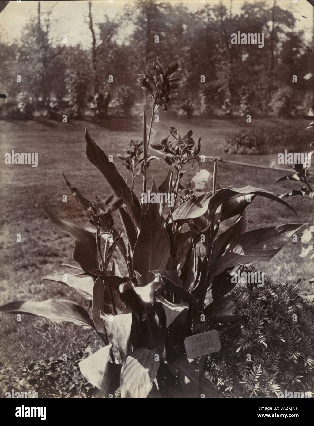 A pre-1900 photograph by Eugène Atget of a balisier plant. The image ...