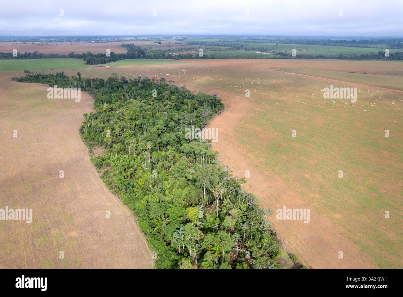 Drone aerial view of Amazon rainforest trees surrounded by deforestation for soybean agriculture ...