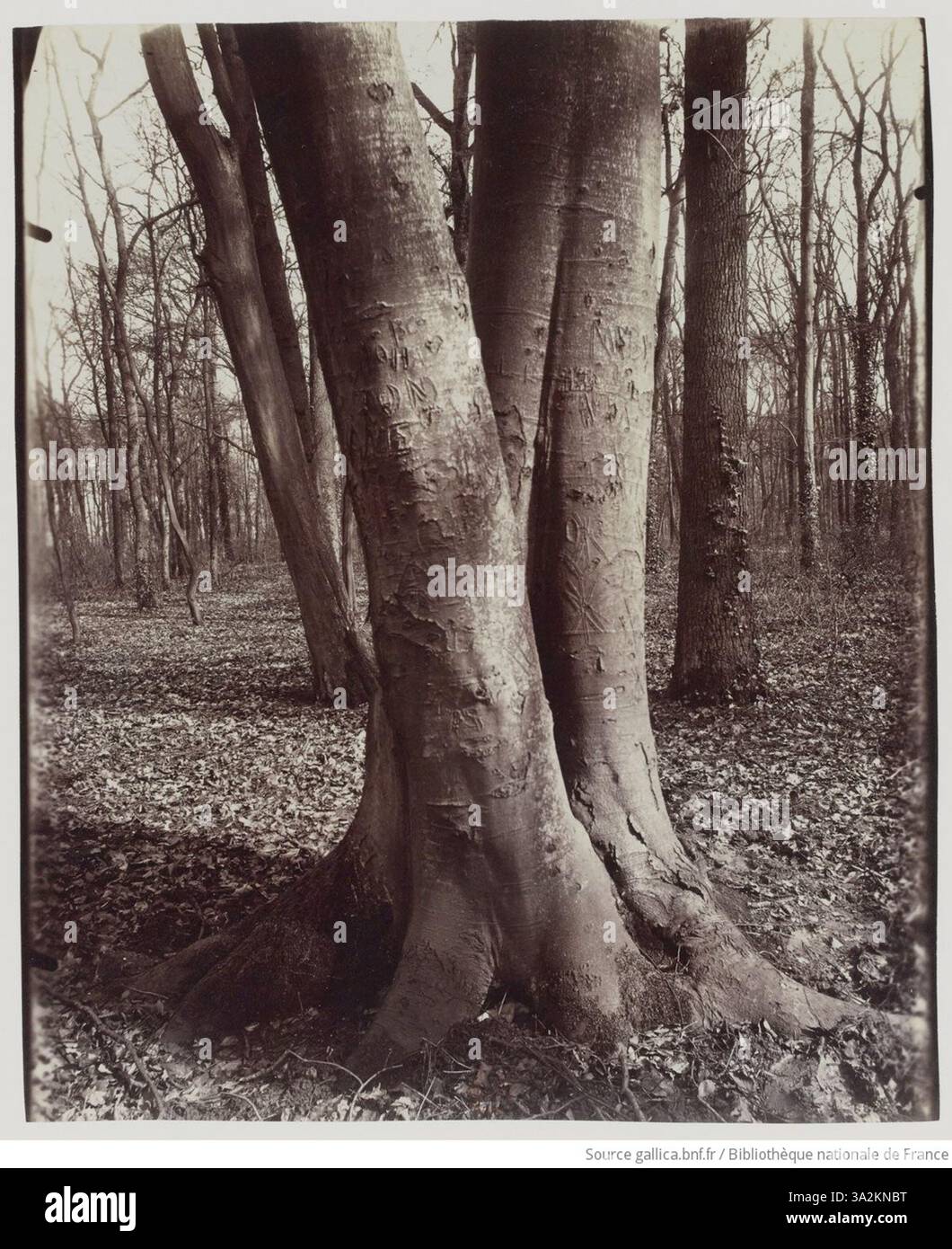 Symmetrical tree lined walkways hi-res stock photography and images - Alamy