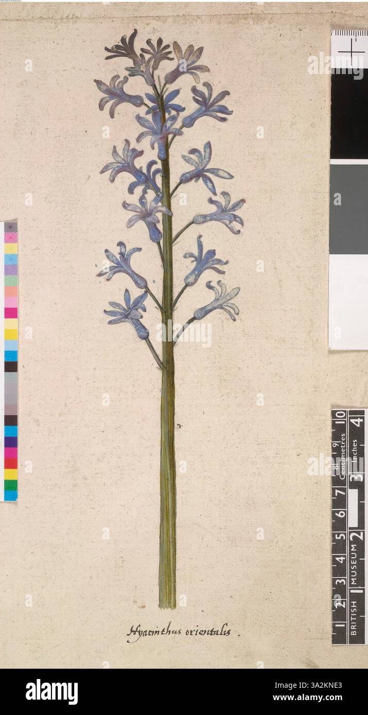 This illustration, associated with John White, depicts the Hyacinth ...