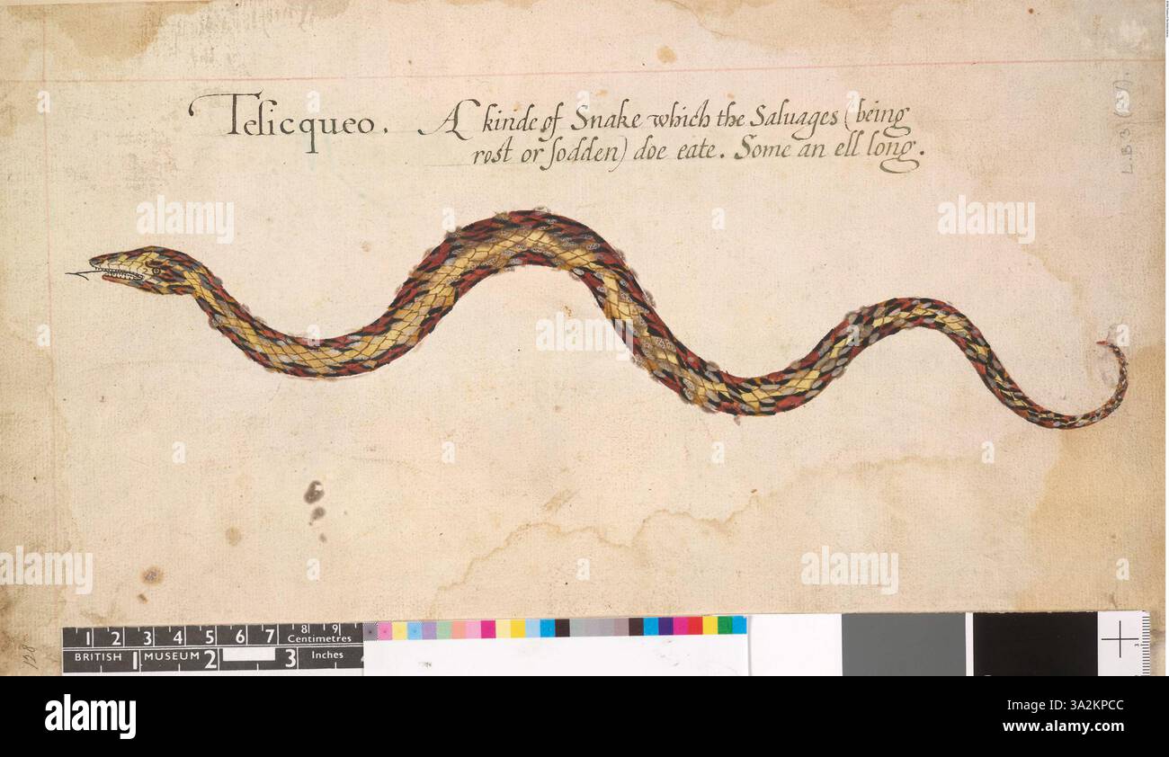 This drawing by John White depicts a red and yellow snake, highlighting ...