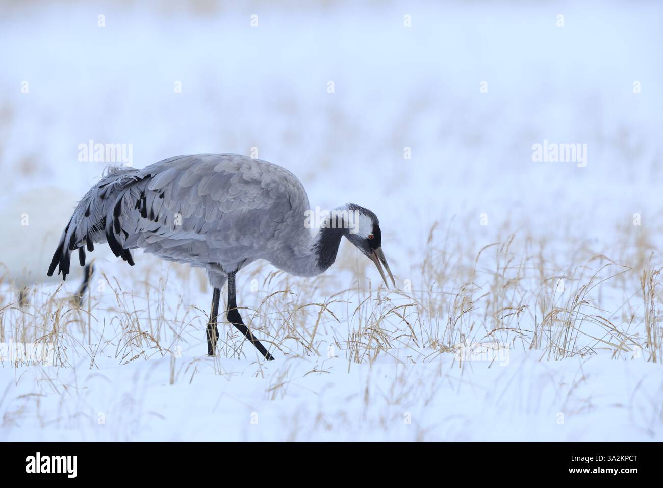 The common crane (Grus grus), also known as the Eurasian crane, is a ...