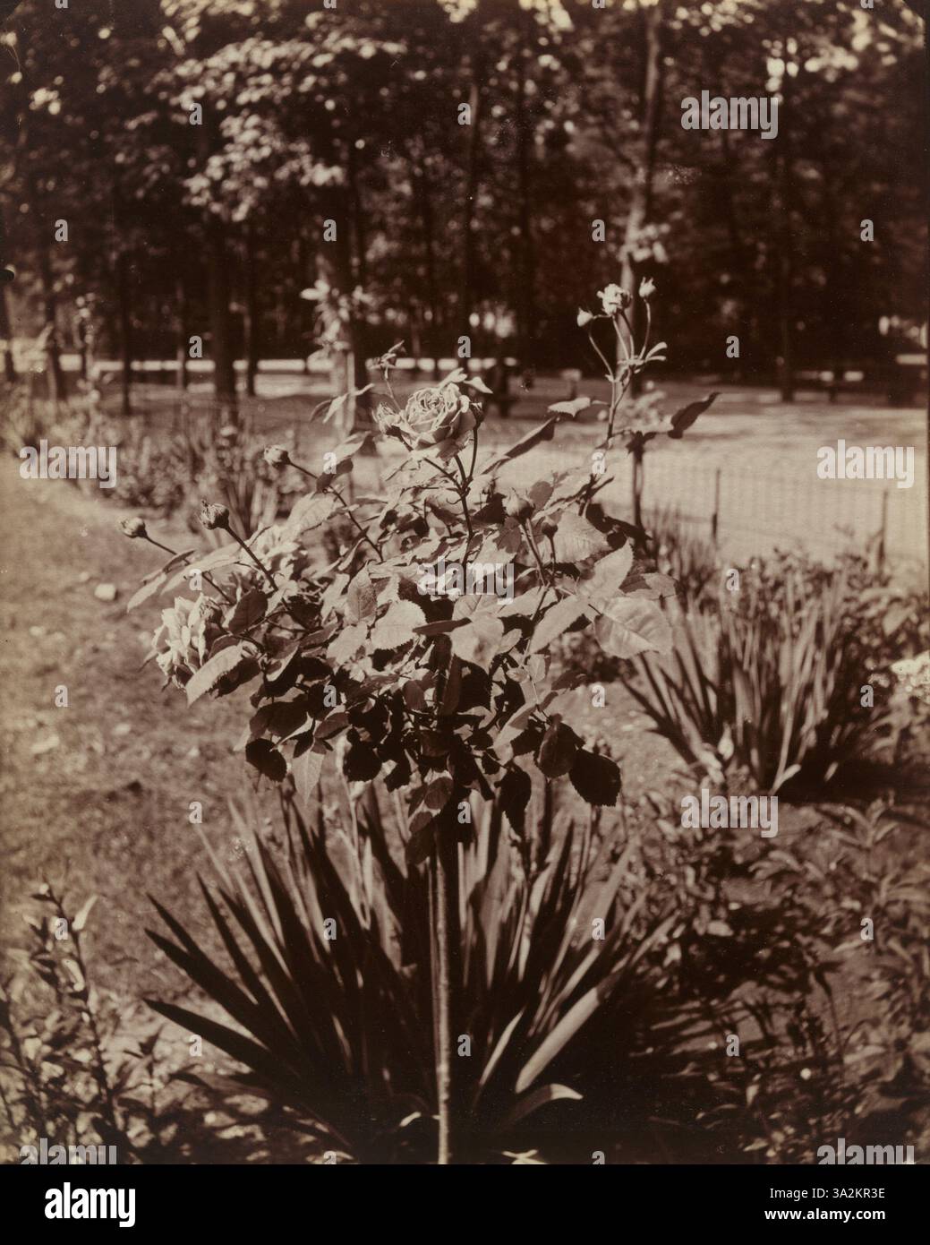 In this pre-1900 photograph, Eugène Atget captures a rose bush (rosier ...