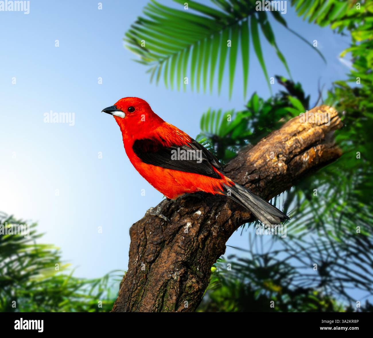 An adult male Brazilian tanager, ramphocelus bresilius, perched on a ...