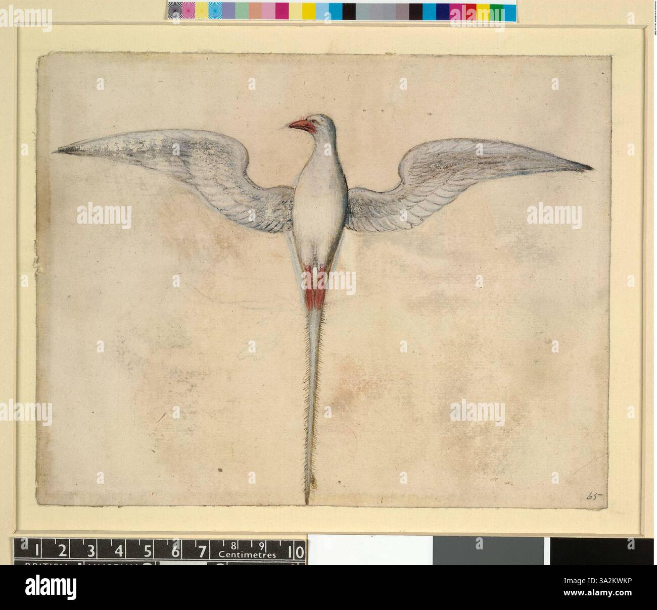This 1906 illustration by John White depicts a red-billed tropic bird ...