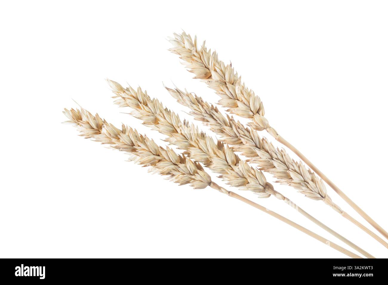 Detailed photograph of grass seed head hi-res stock photography and ...
