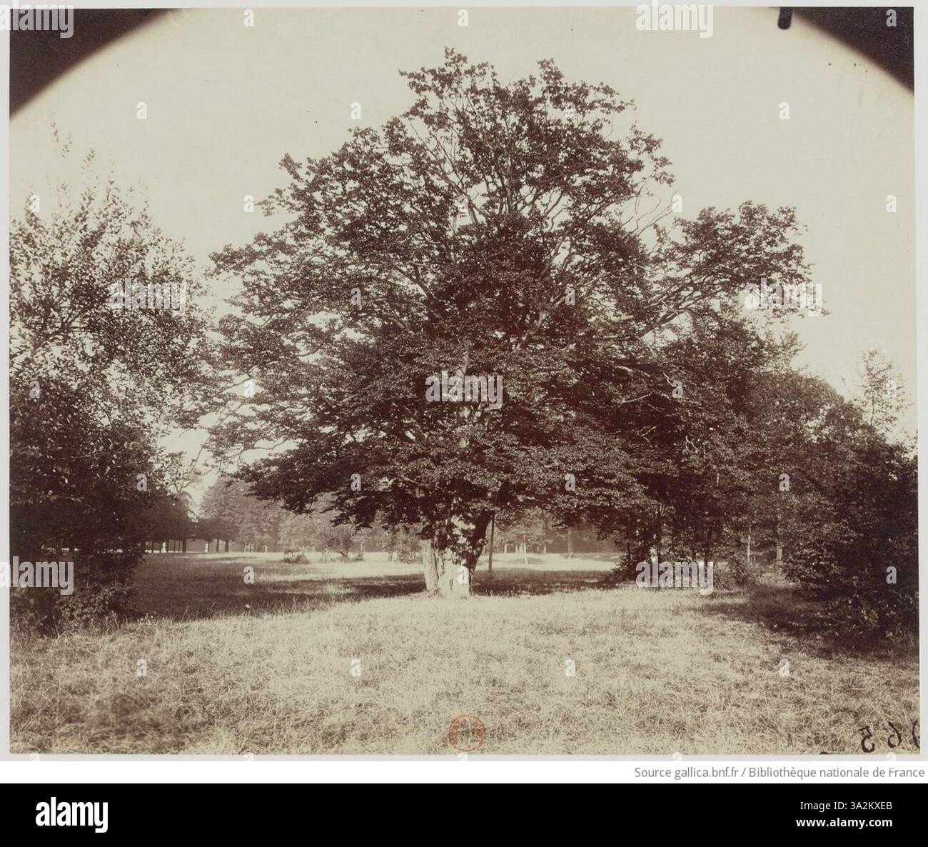 This photograph by Eugène Atget showcases St. Cloud park’s formal ...