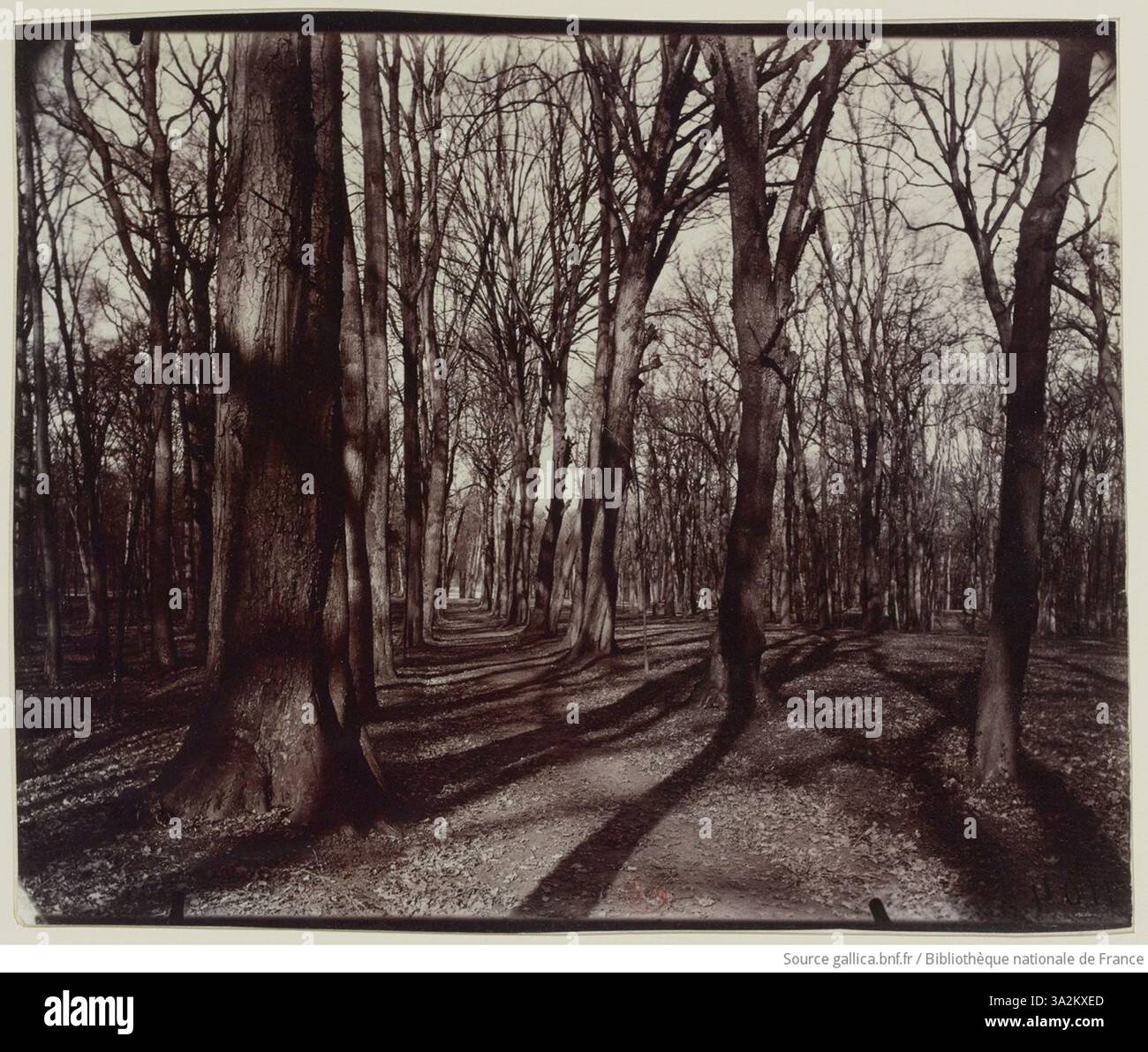 This image by Eugène Atget features St. Cloud park with its manicured ...