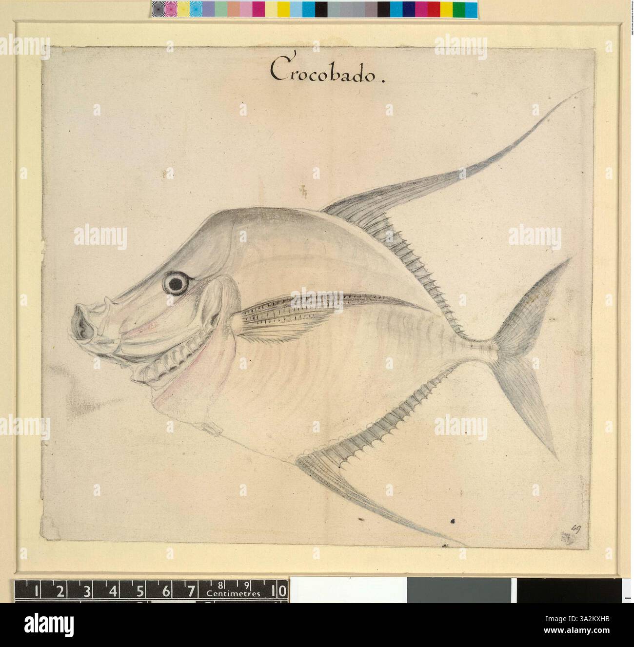 This 1906 illustration by John White shows a lookdown fish with its ...