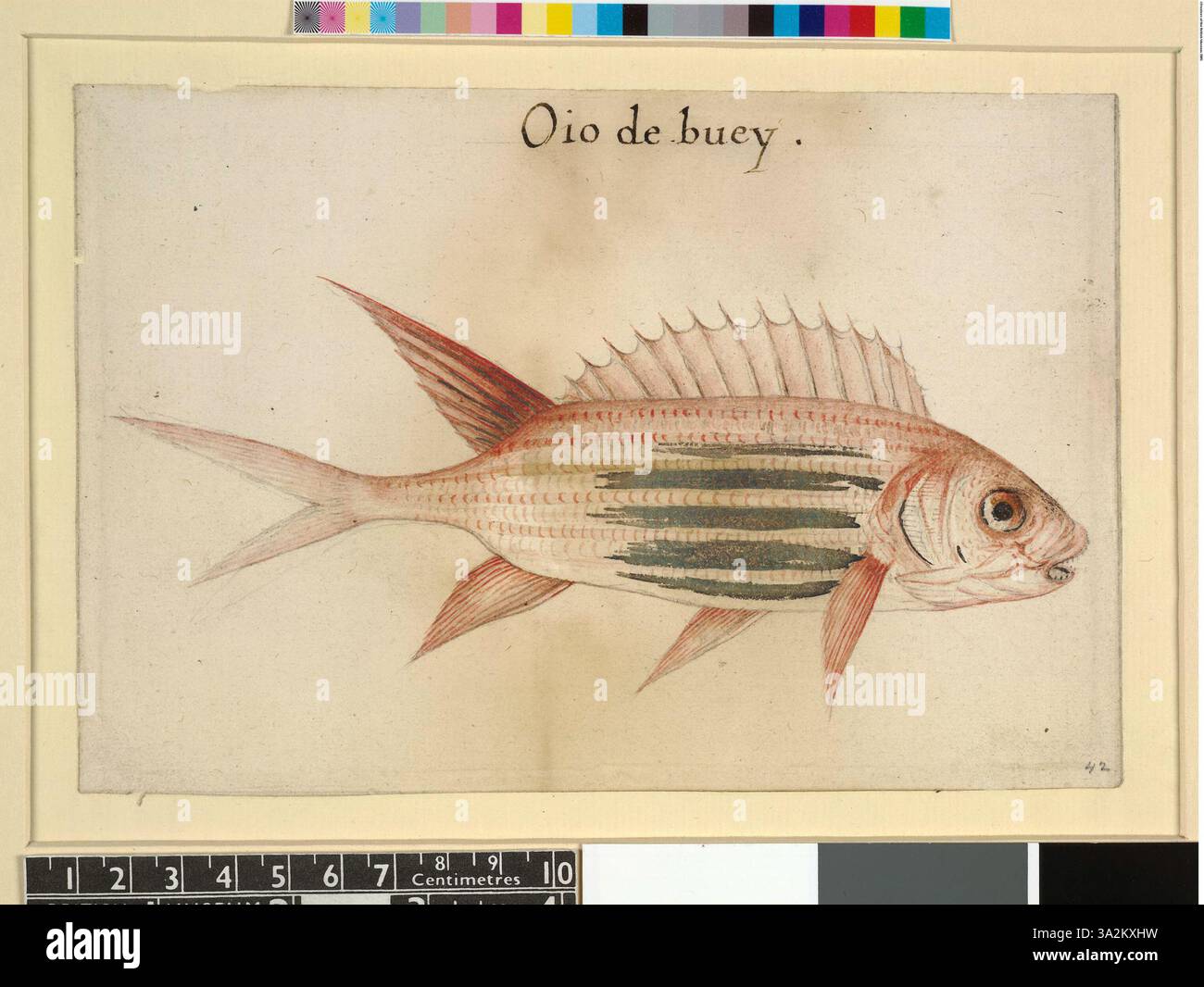 This 1906 illustration by John White shows a soldier fish facing to the ...