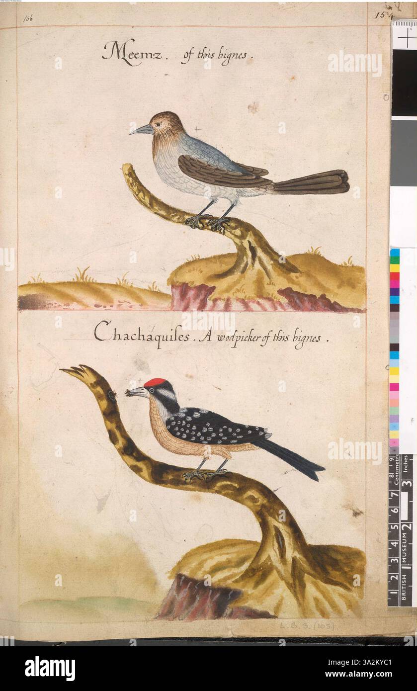 Blue grey gnat catcher hi-res stock photography and images - Alamy