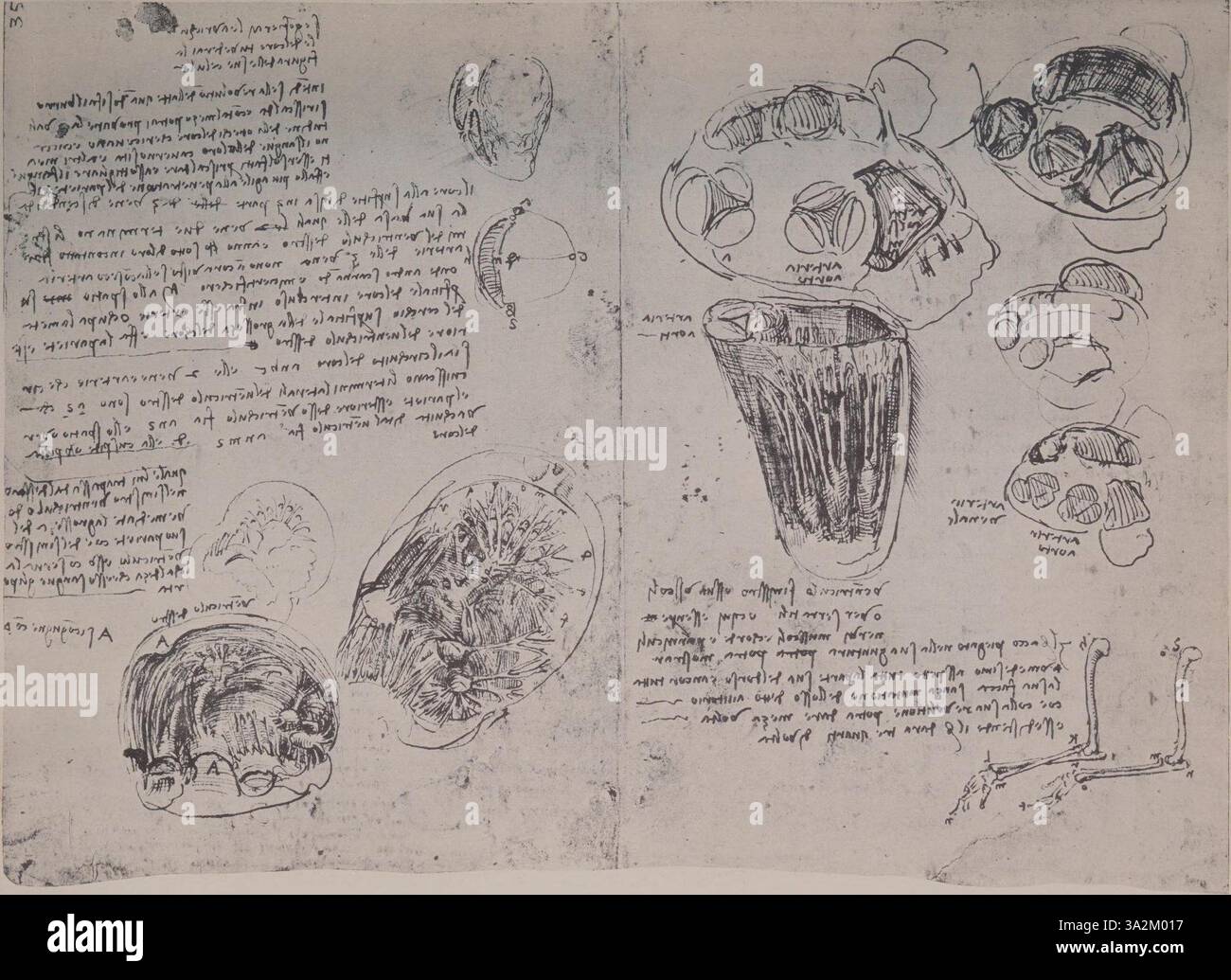 ‘Clark, 19119-19118 verso’ by Leonardo da Vinci explores the anatomy of ...