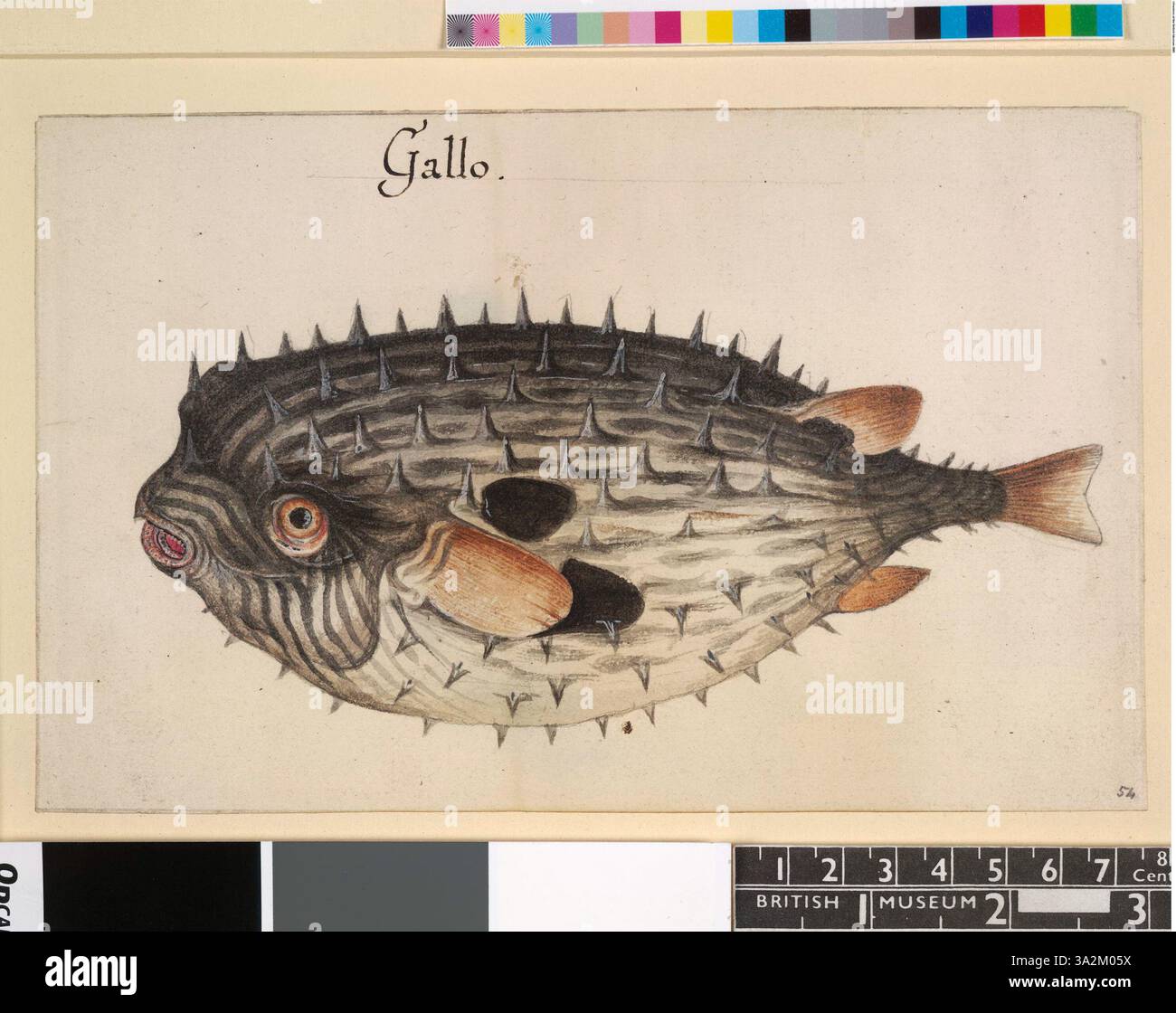 This 1906 illustration by John White depicts a burrfish with its head ...